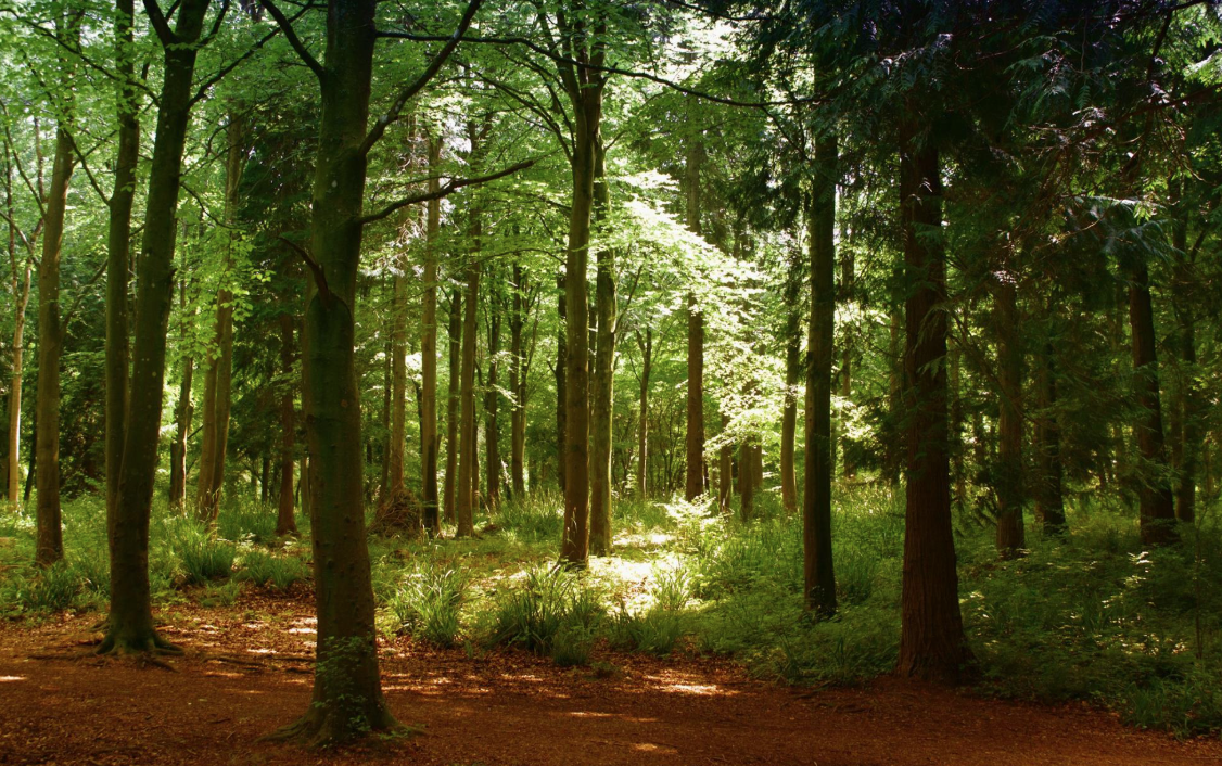 Major infrastructure firm to embed biodiversity into its operations ...